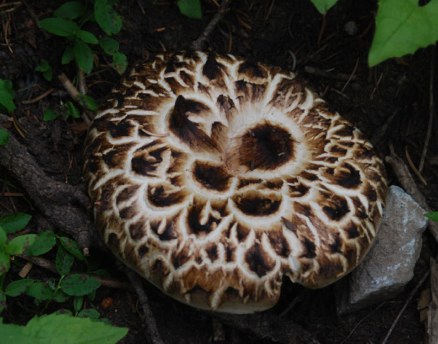 Edible Mushrooms